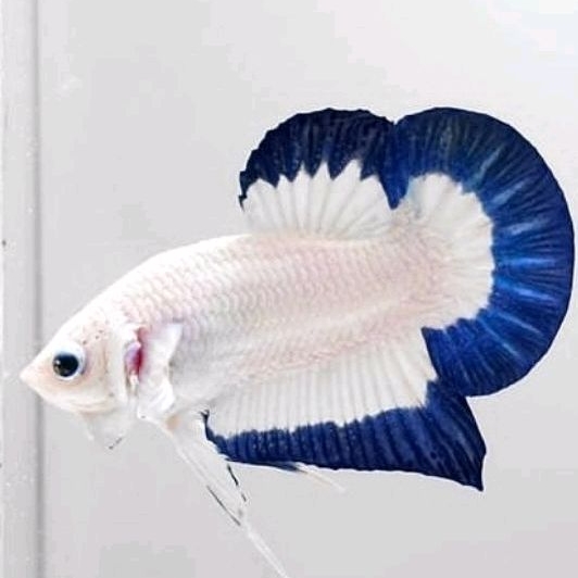 Jual plakat blue rim sepasang cowok cewek | Shopee Indonesia