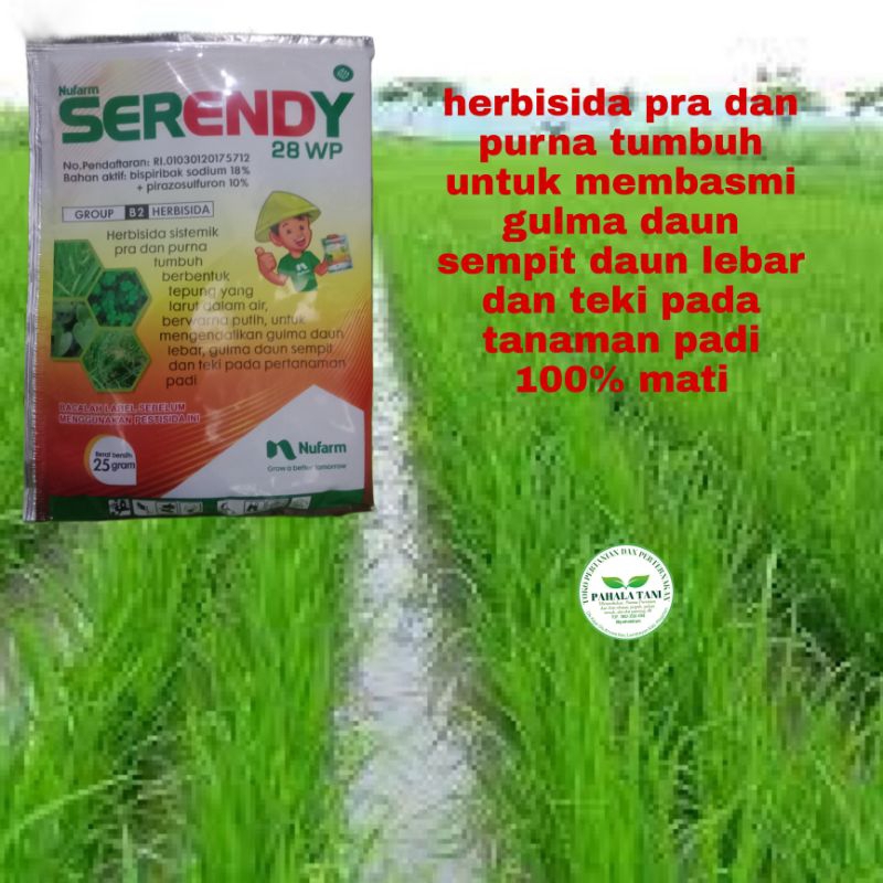 Jual SERENDY 28 WP/obat rumput/gulma daun lebar /gulma daun sempit ...