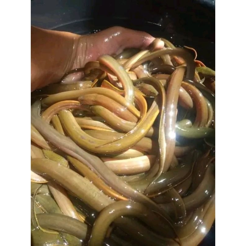 Jual bibit belut hidup uk jempol temurah | Shopee Indonesia
