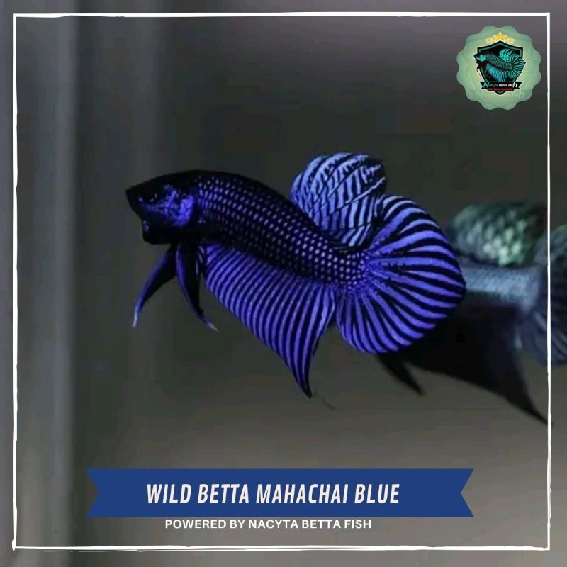 Jual Wild Betta Mahachai Blue | Shopee Indonesia