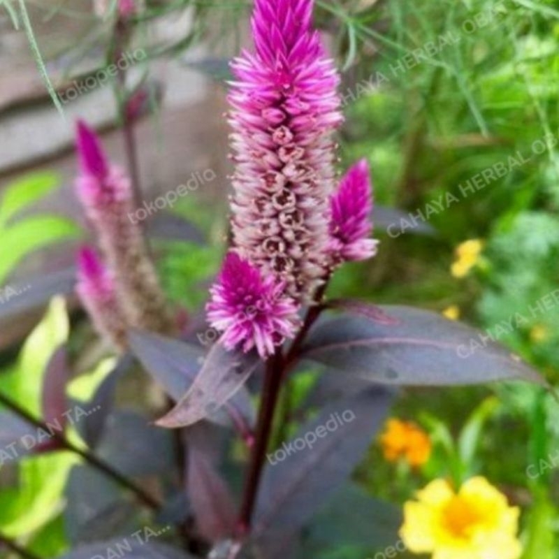 Jual 100 BUTIR BIJI/BENIH BUNGA CELOSIA ARGETEA DAUN UNGU(BOROCO DAUN ...