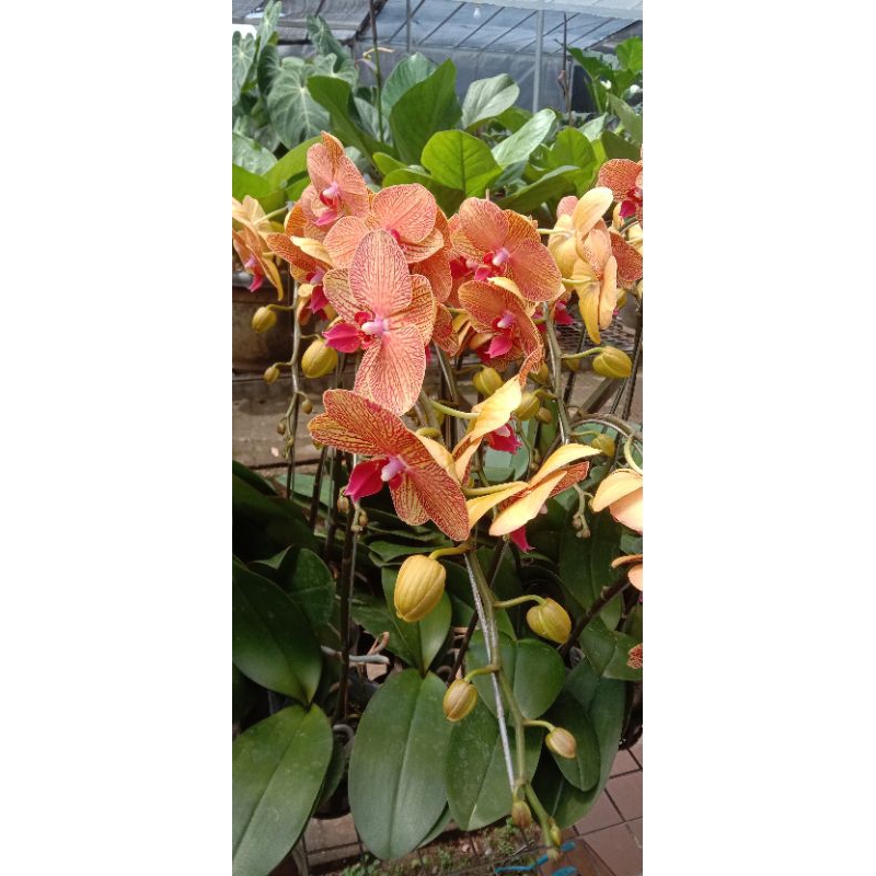 Jual anggrek bulan kondisi mekar | Shopee Indonesia