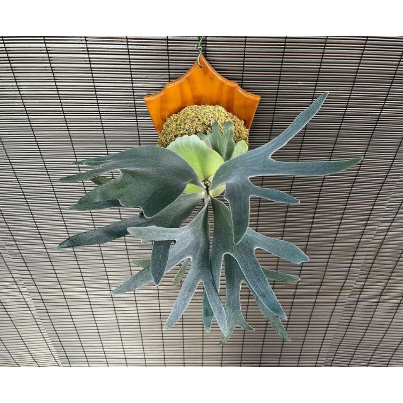 Jual platycerium_pegasus 100% original produk | Shopee Indonesia