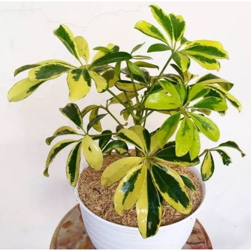 Jual ( BISA COD ) Tanaman Hias Walisongo Hijau & Walisongo Golden ...