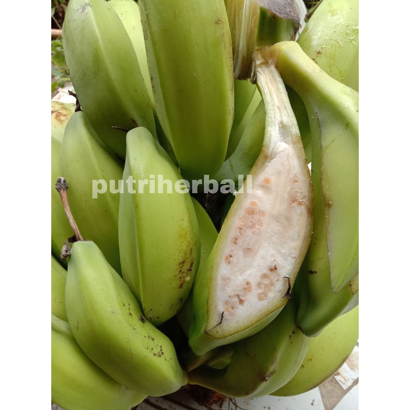 Jual PISANG KLUTUK PISANG BATU MUDA FRESH PER 1 KG | Shopee Indonesia