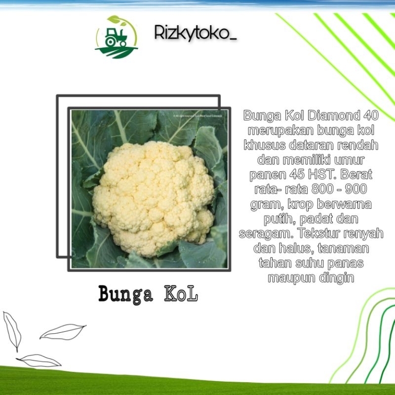 Jual Benih BUNGA KOL dataran rendah 10seed repack known you | Shopee ...