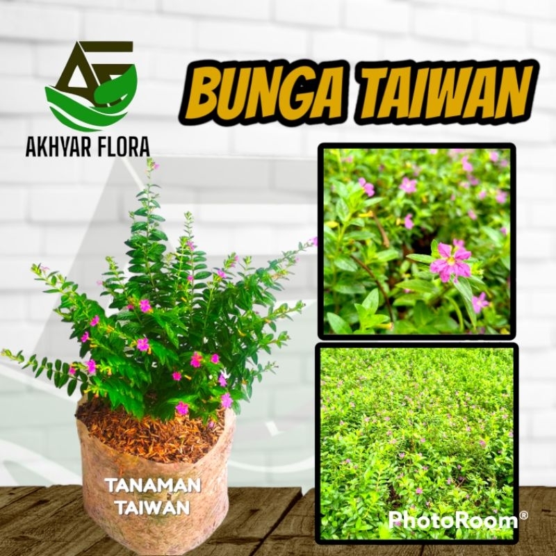 Jual Tanaman Taiwan Beauty Tanaman Hias Bunga Taiwan Beauty Tanaman ...