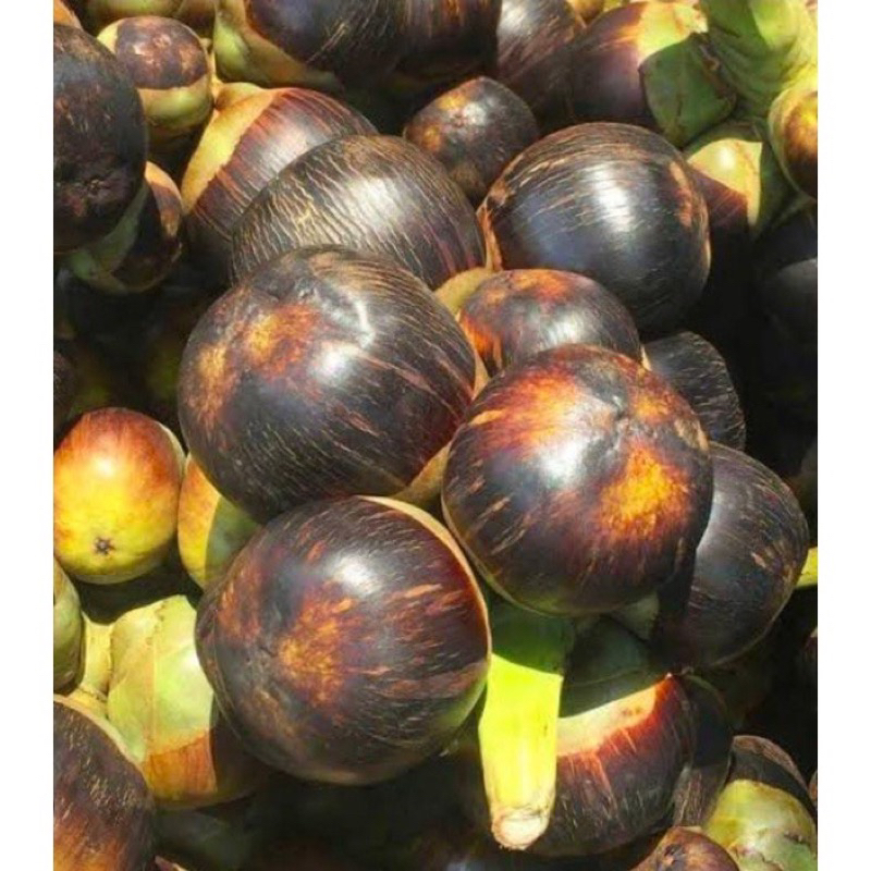 Jual Buah Lontar Fresh Dari Pohon | Shopee Indonesia