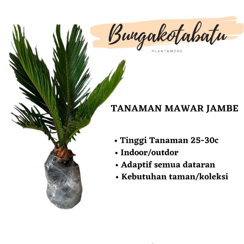Jual Tanaman Palem Sikas / Mawar Jambe | Shopee Indonesia
