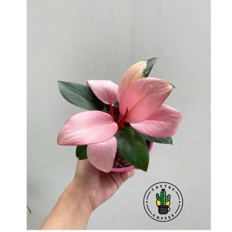 Jual Tanaman Hias Philo Pink Congo Princess / Tanaman Hidup ...