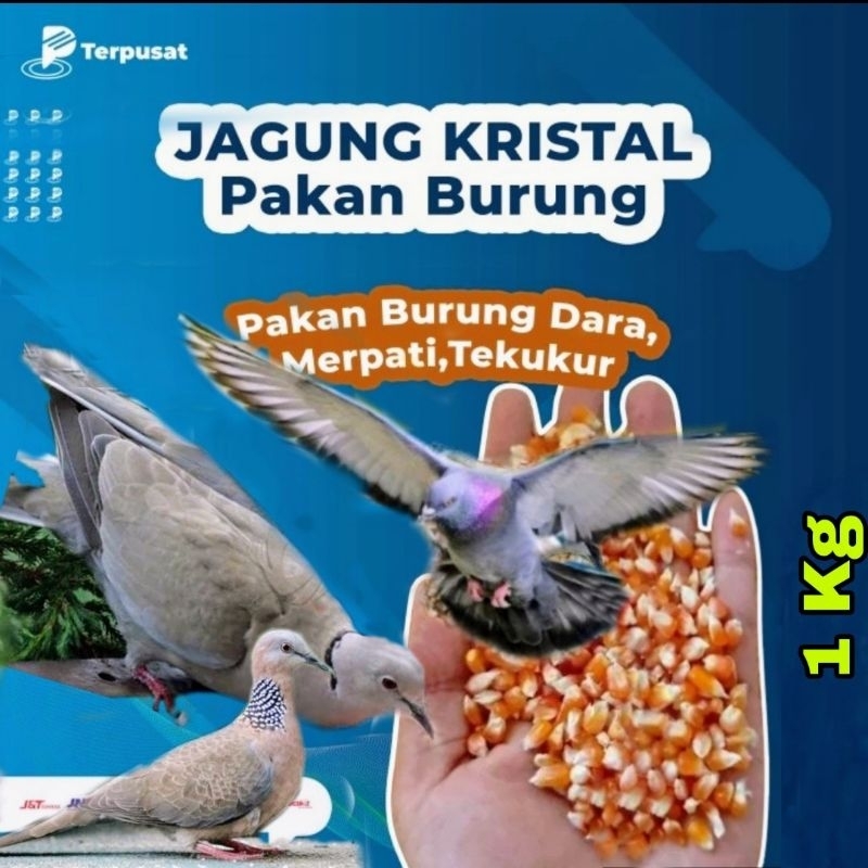 Jual Per 1 Kg Jagung Kristal Pakan Ternak Burung Merpati Dara Dan Ayam ...