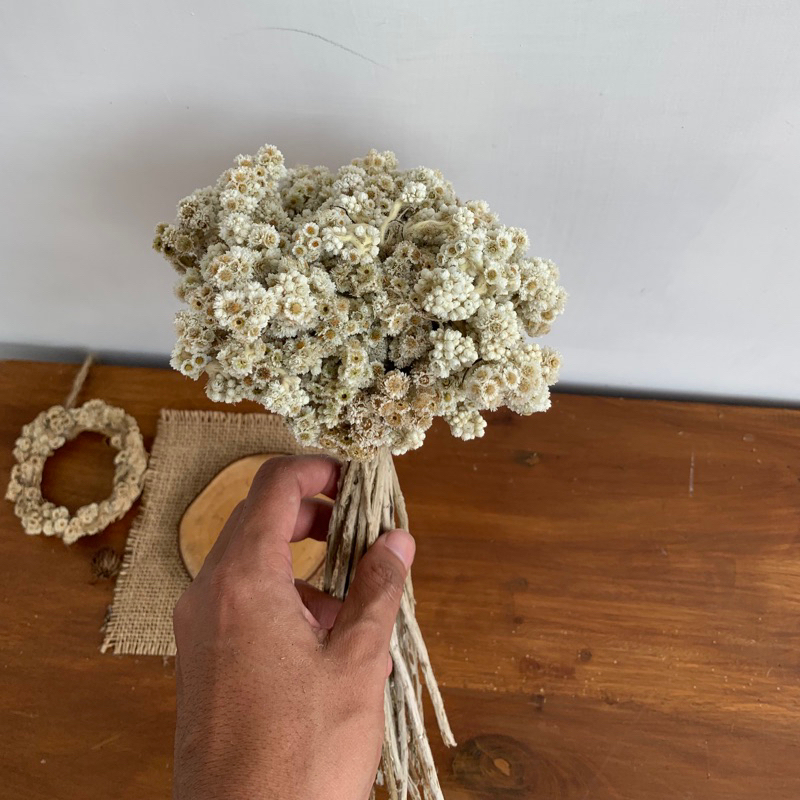 Jual Bunga Abadi Edelweiss 30 Tangkai Natural | Shopee Indonesia