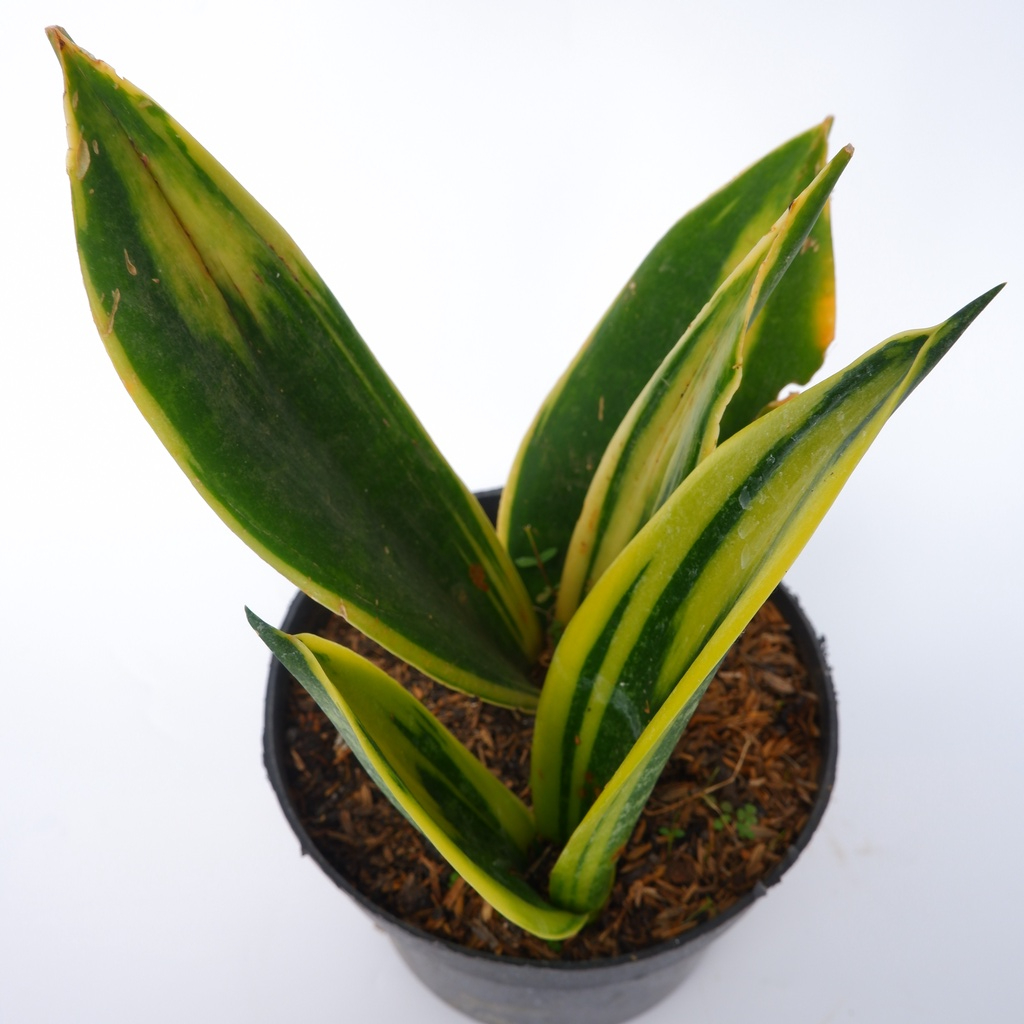 Jual Tanaman Hias Sansivera Gold Flame (Sansevieria trifasciata ‘Gold ...