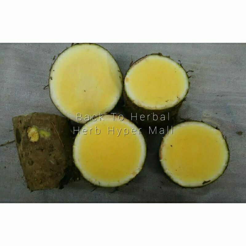 Jual UMBI TALAS BENENG ASLI SUPER JUMBO 1KG | Shopee Indonesia