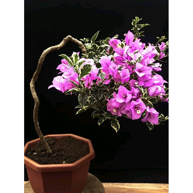 Jual bougenvil varigata ungu | Shopee Indonesia