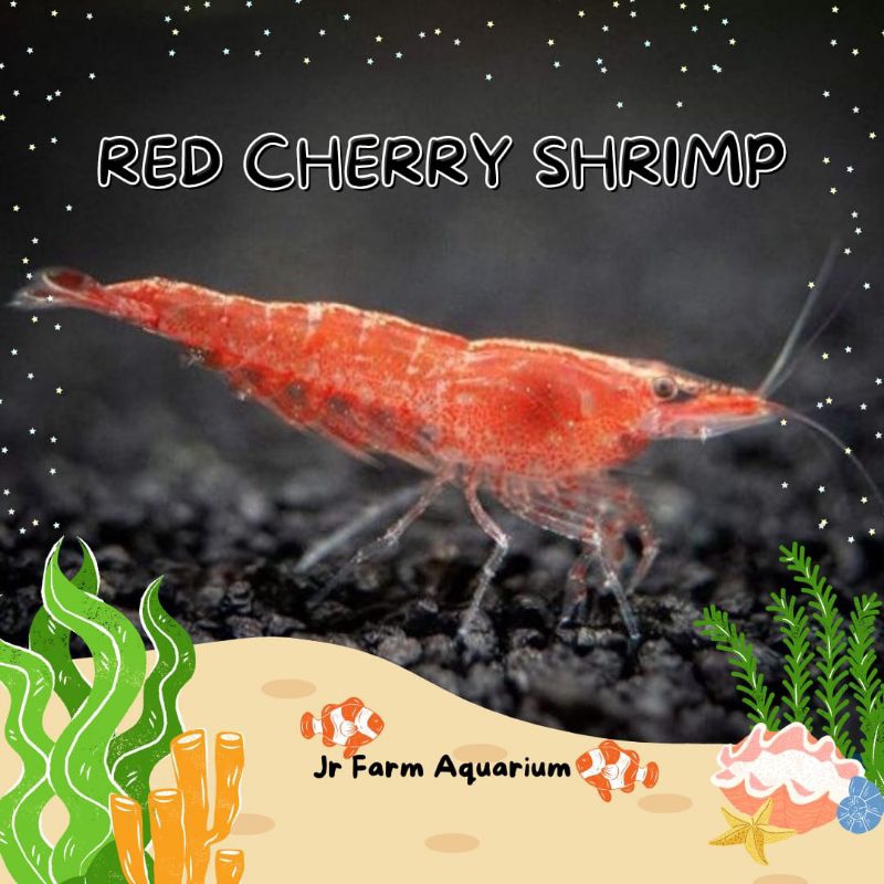 Jual Tanaman Udang Red Cherry Hias Aquascape Aquarium | Shopee Indonesia