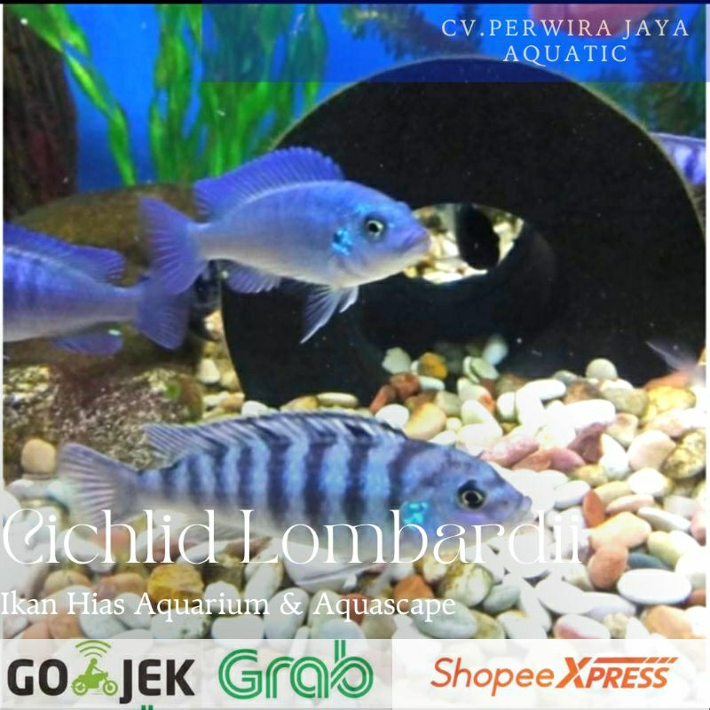 Jual Ikan Blue Lombardi Cichlid Hiasan Aquarium dan Paludarium | Shopee ...
