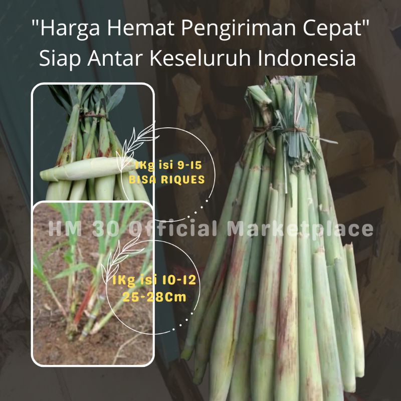 Jual Trubuk & Bibitnya 1Kg Fresh Murah JAMINAN UANG KEMBALI Jika Produk ...