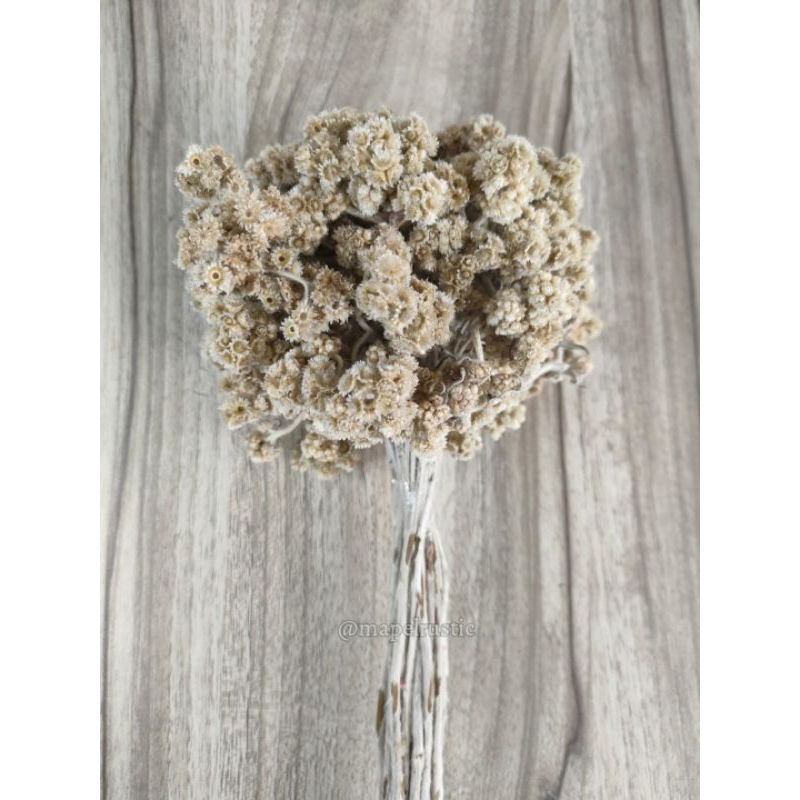 Jual BUNGA EDELWEISS "SUPER CREAM" | BUNGA ABADI | BUKET BUNGA | BUNGA ...