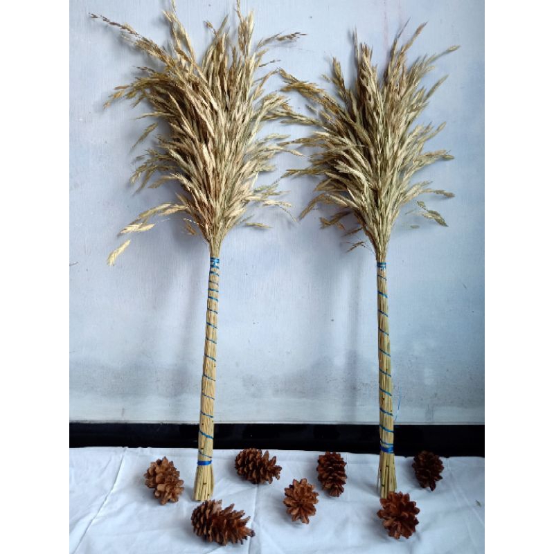 Jual 1 Ikat Bunga Avena Kering (Bunga padi-Padi'an) | Shopee Indonesia