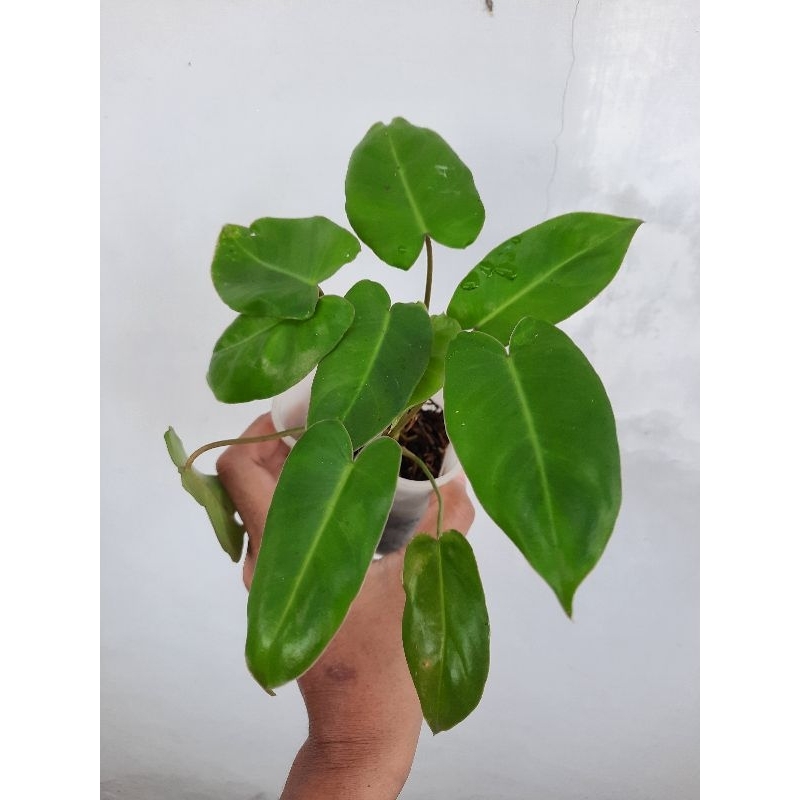 Jual philodendron Burle marx / philo brekele ekonomis tanpa pot ...