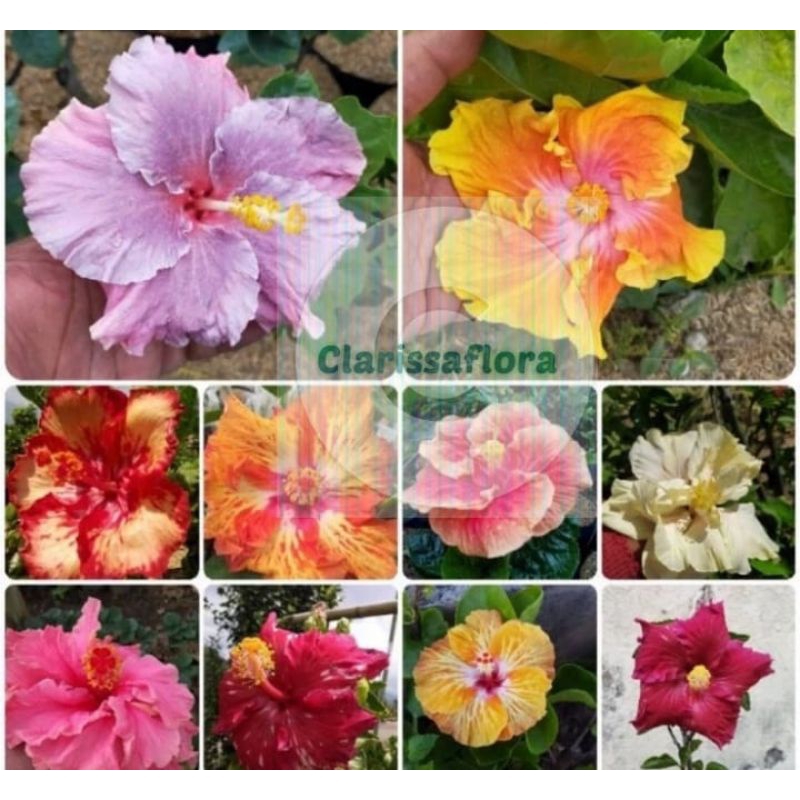 Jual paket 10 tanaman hias pohon bunga kembang sepatu cantik / tanaman ...