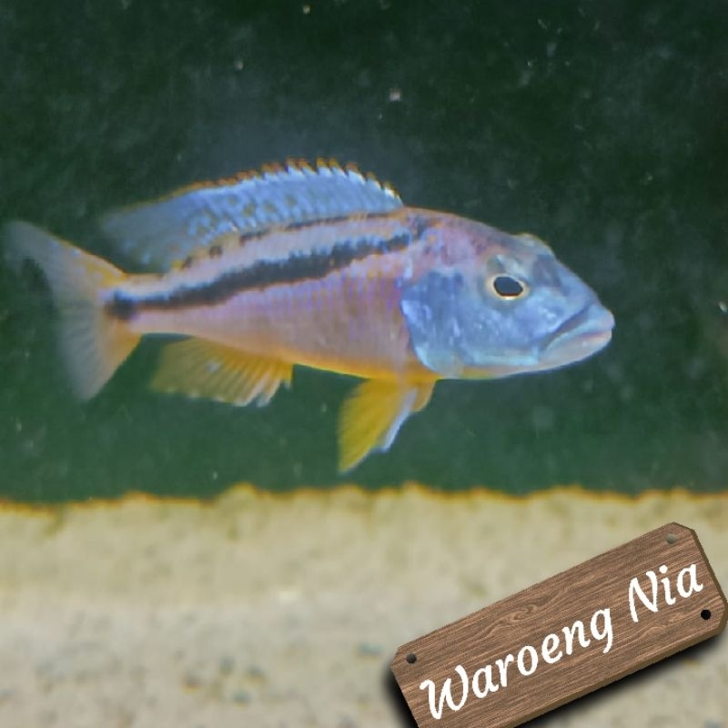 Jual Cichlid Hap Aristochromis Christyi Malawi Hawk | Shopee Indonesia