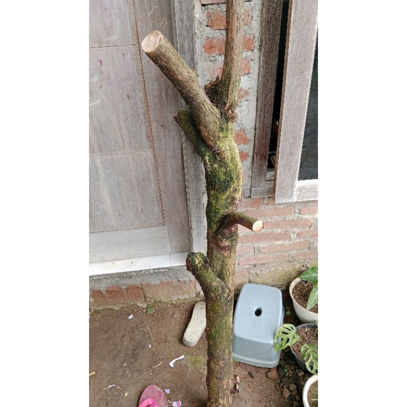 Jual batang kayu kopi | Shopee Indonesia