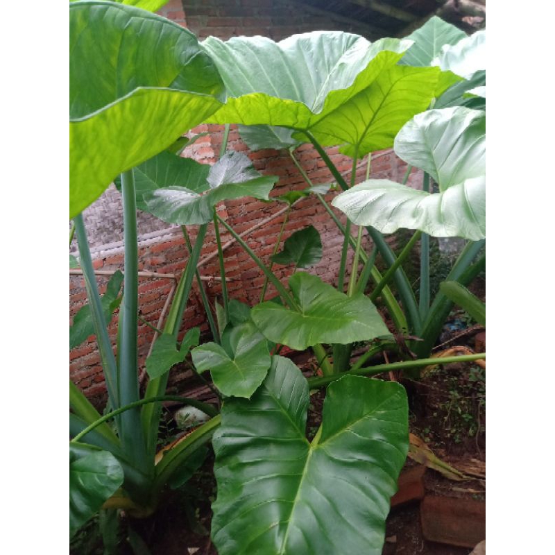 Jual batang lompong sayur/batang talas 5 tangkai | Shopee Indonesia