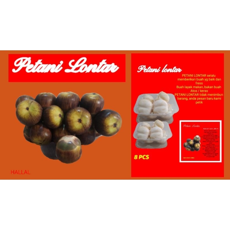 Jual Buah Lontar Utuh 1 Buah Bulat Isi 3 Biji Shopee Indonesia