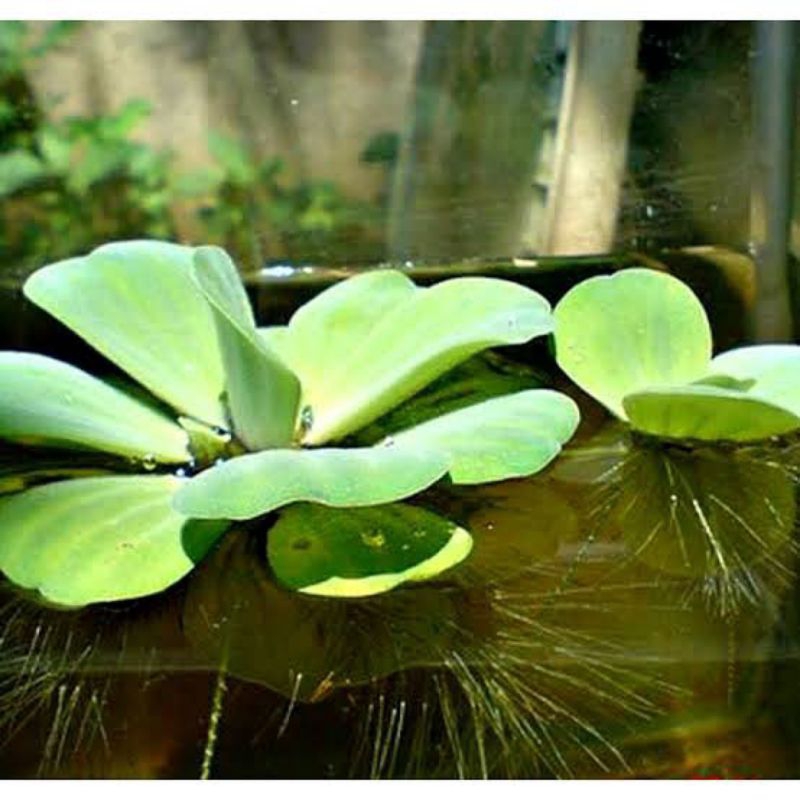 Jual Tanaman Apung Apu Apu / KapuKapu / Kiyambang Tanaman Kolam ...