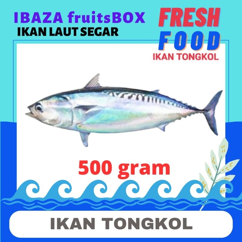 Jual Ikan Laut Segar: Tuna, Salmon, Kakap, Tengiri, Tongkol, Kembung ...