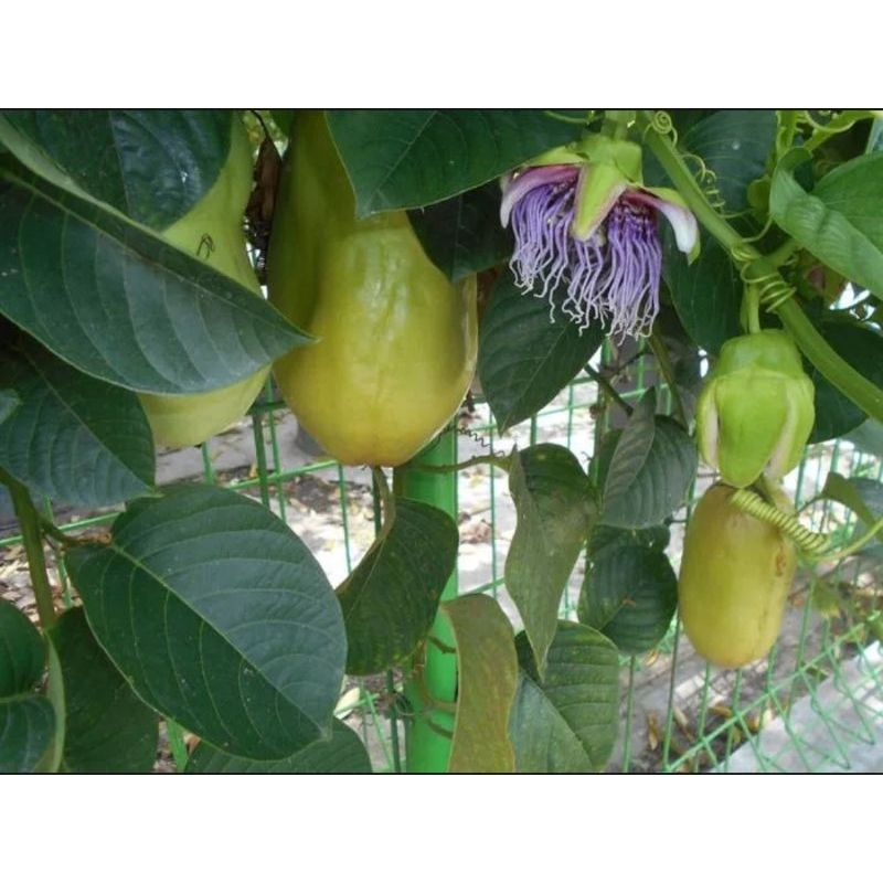 Jual bibit Pohon markisa jumbo - markisa sayur - pohon markisa erbis | Shopee Indonesia