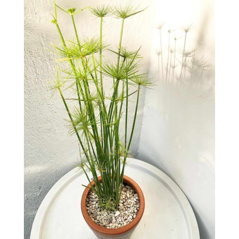 Jual Tanaman papyrus, Cyperus papirus | Shopee Indonesia
