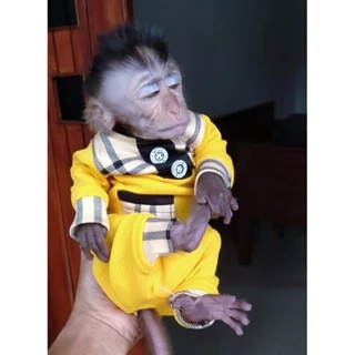 Jual Beruk Terlengkap & Harga Terbaru Agustus 2024 | Shopee Indonesia