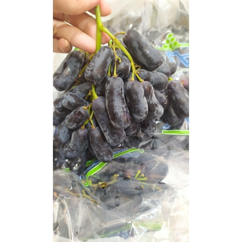 Jual Anggur Sweet Sapphire Buah Anggur Hitam Anggur Jari Moondrop ...