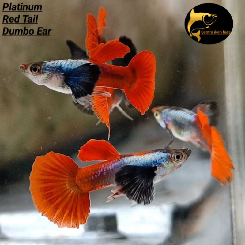 Jual Ikan Hias Guppy platinum Red Tail Dumbo Ear Hiasan aquarium | Shopee Indonesia
