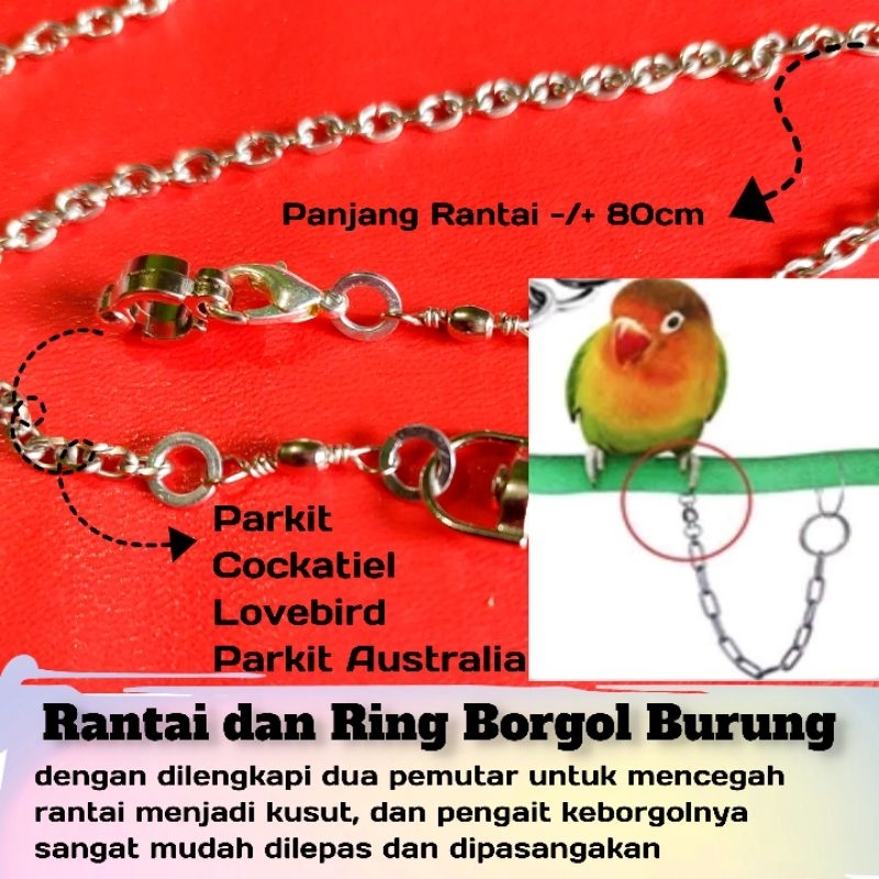 Jual Rantai dan ring borgol untuk melatih burung Lovebird | Shopee ...
