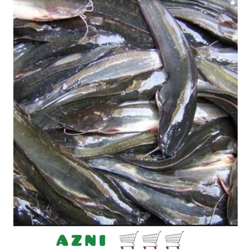 Jual IKAN LELE SEGAR 500 GR, 1 KG | Shopee Indonesia