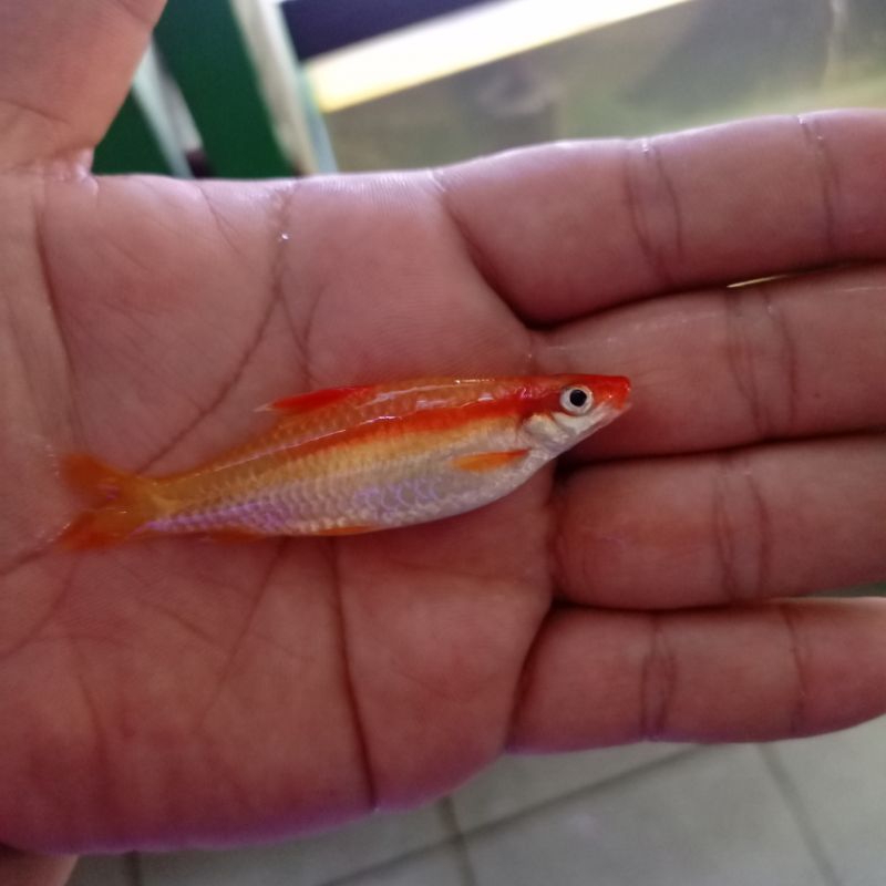 Jual IKAN DENISONI GOLDEN/IKAN HIAS AQUASCAPE/IKAN HIAS AIR TAWAR/IKQN ...