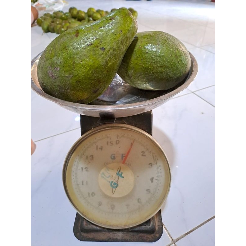 Jual Alpukat Mentega Super Lereng Gunung Merapi & Merbabu | Shopee ...