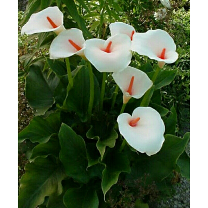Jual Tanaman Hias Bunga Lili Calla Lily putih | Shopee Indonesia