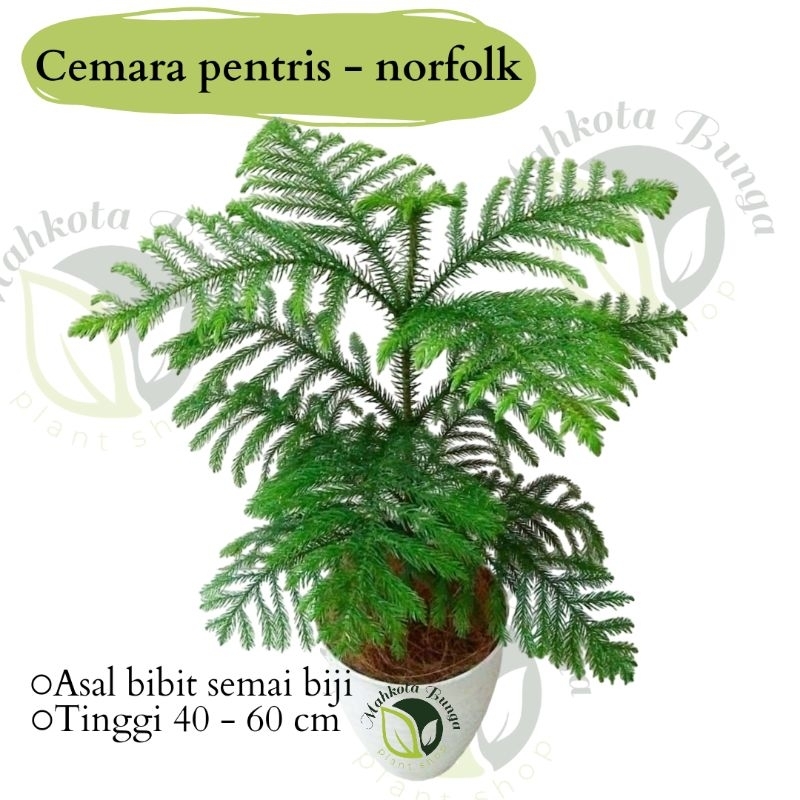 Jual cemara norfolk pentris | Shopee Indonesia