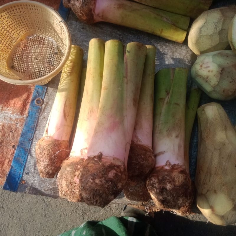 Jual sayur talas bogor | Shopee Indonesia