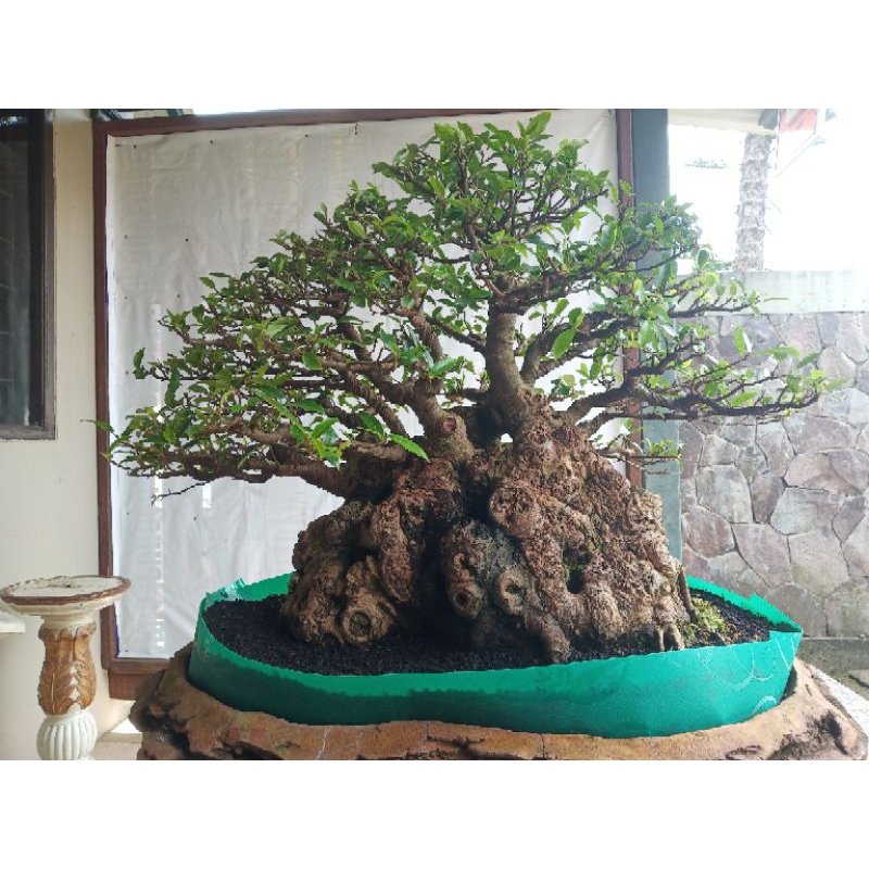 Jual Bonsai loa ( ficus glomerata) | Shopee Indonesia
