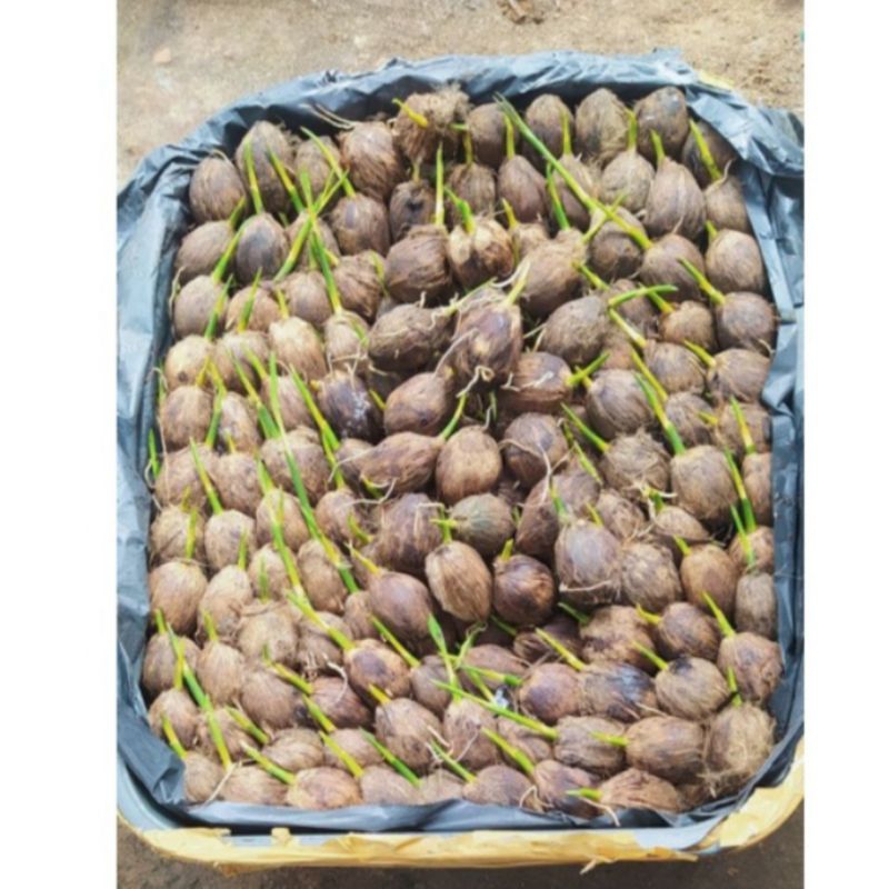 Jual BIBIT KECAMBAH UNGGULAN PINANG BETARA isi 30butir/pack | Shopee ...