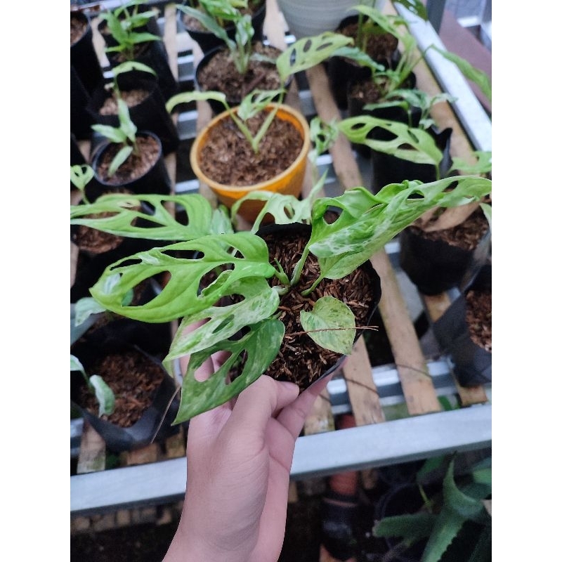 Jual monstera adansoni variegata/janda bolong varigata | Shopee Indonesia