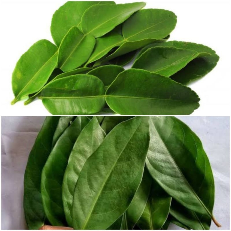 Jual daun jeruk/daun salam 1kg | Shopee Indonesia