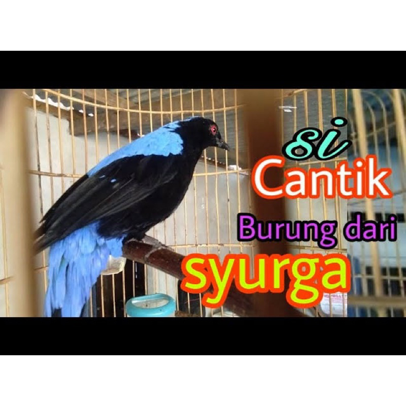 Jual burung cak biru jantan rawatan | Shopee Indonesia