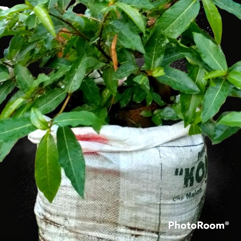 Jual Tanaman Bonsai Loa Batang dan Akar Tertanam Bulat 20 cm Big Size REAL PICT Sesuai Gambar ...